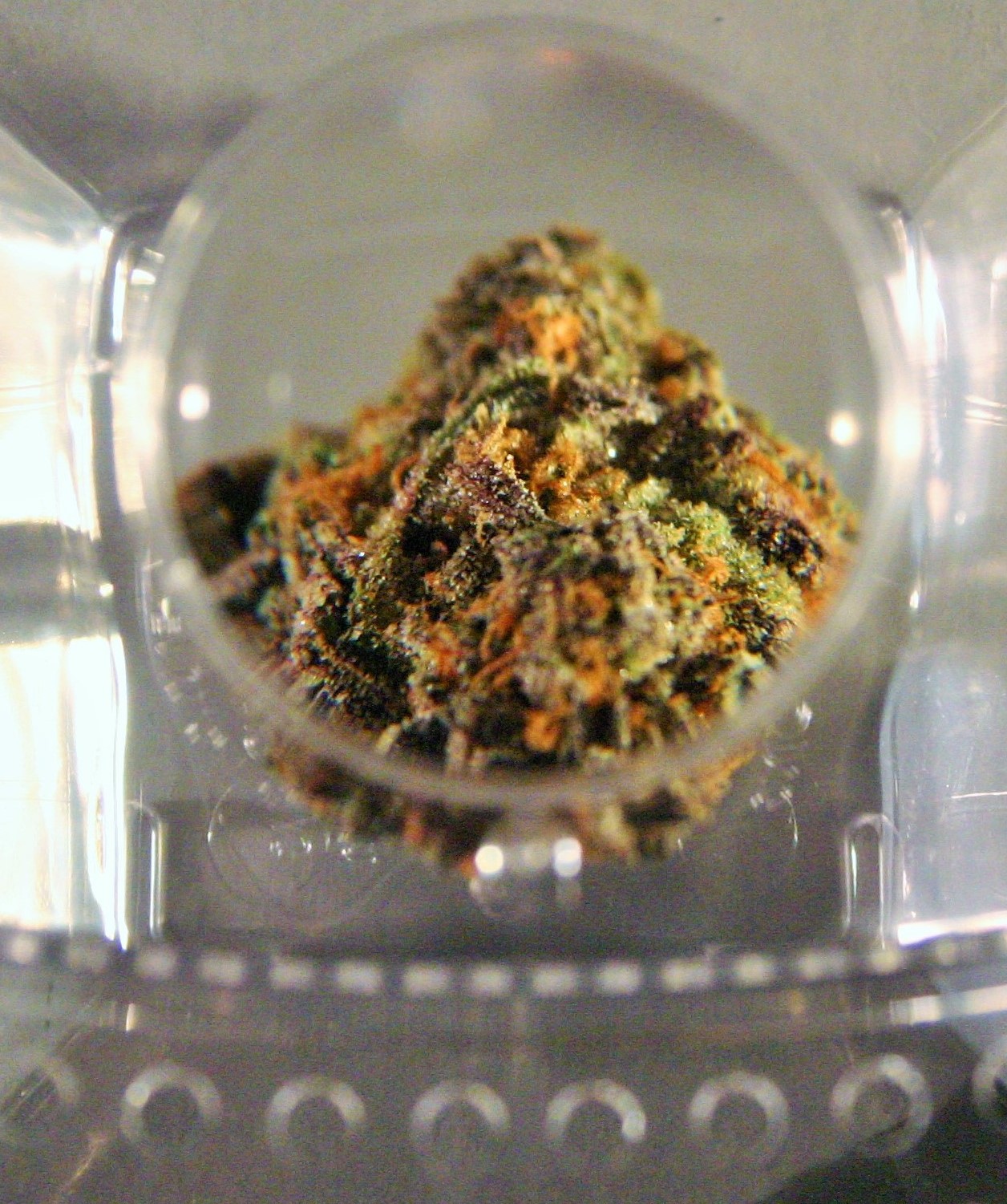 Bud Pods | Bud Bar Displays